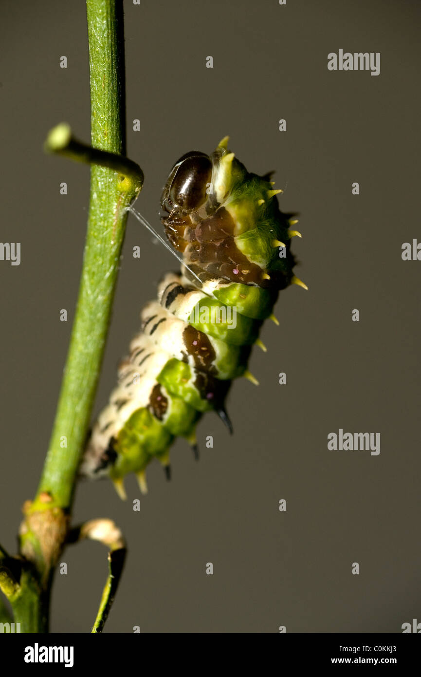 Orchard swallowtail Papilio aegeus caterpillar ready to pupate Stock ...