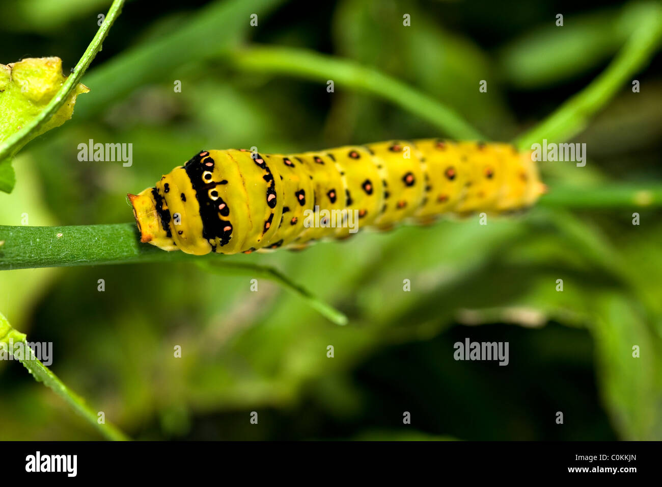 Papilio aegeus Orchard Swallowtail Butterfly or Large Citrus Butterfly ...