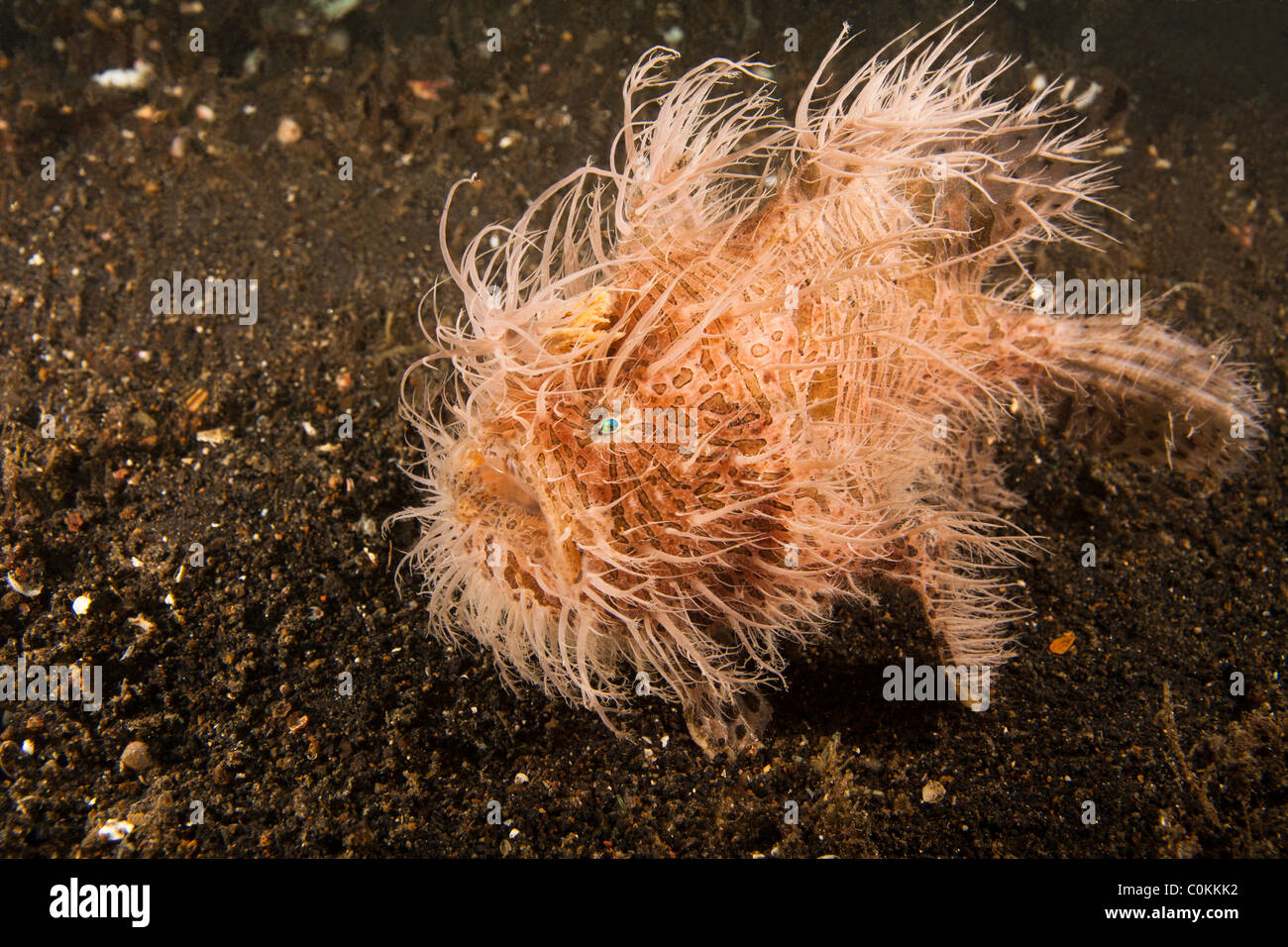 Striated Frogfish (Antennarius striatus), hairy variation, also known ...