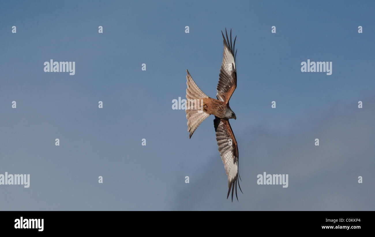 Red Kite in flight Stock Photo - Alamy