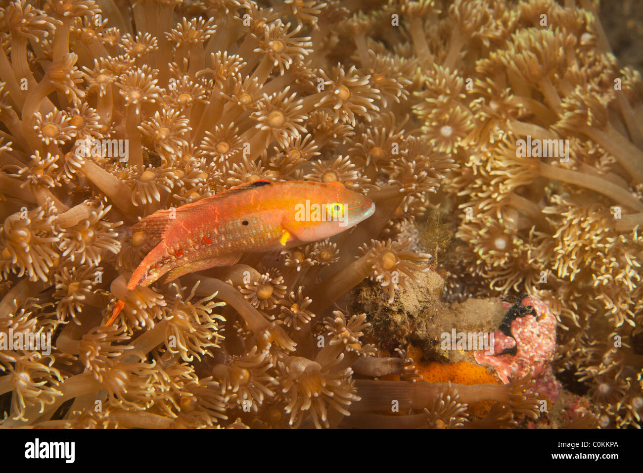 Twospot wrasse oxycheilinus bimaculatus hi-res stock photography and ...