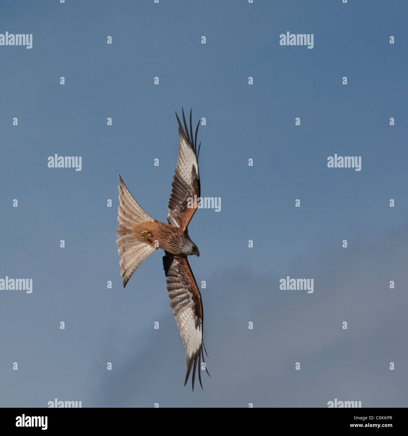 Red Kite in flight Stock Photo - Alamy