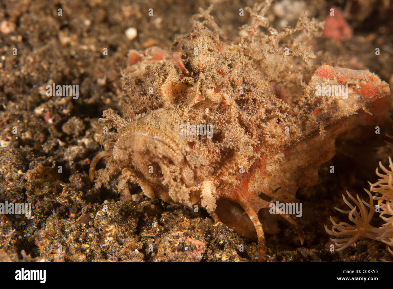 Spiny Devilfish (Inimicus didactylus), Lembeh Strait, North Sulawesi ...