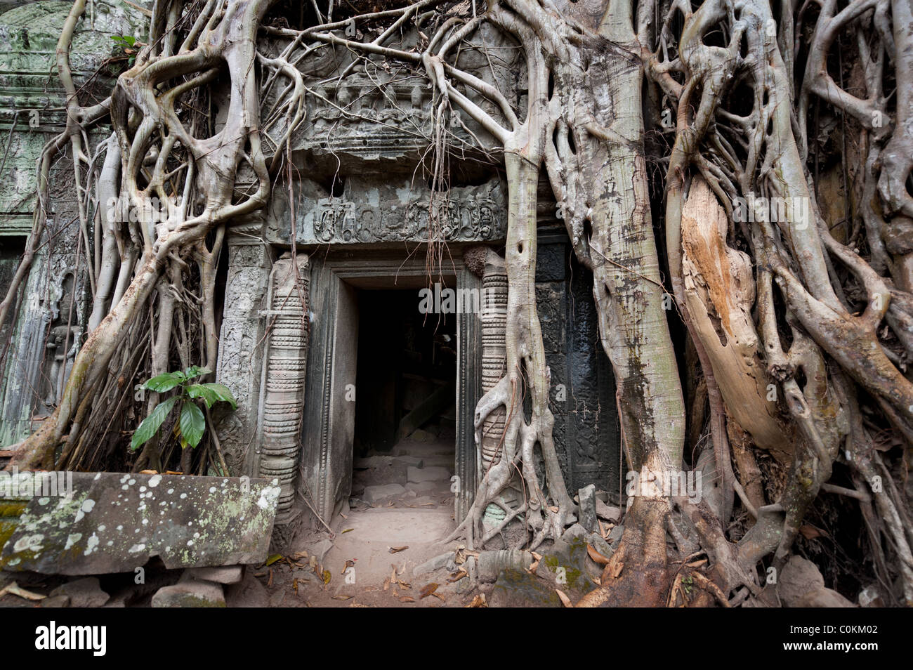 Forest roots reclaim the temple of Ta Prohm in Angkor, Cambodia Stock ...