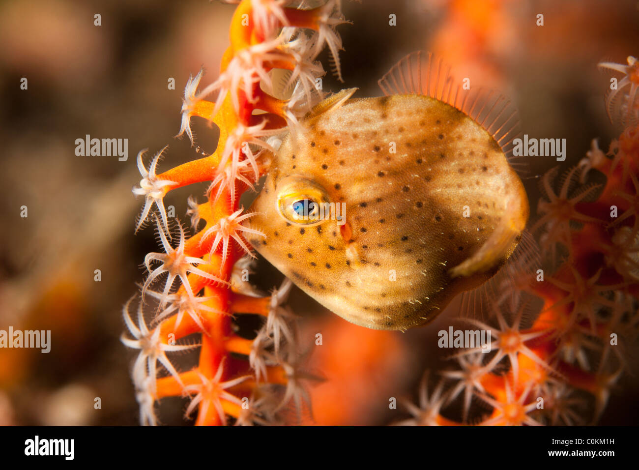 Pufferfish underwater hi-res stock photography and images - Alamy