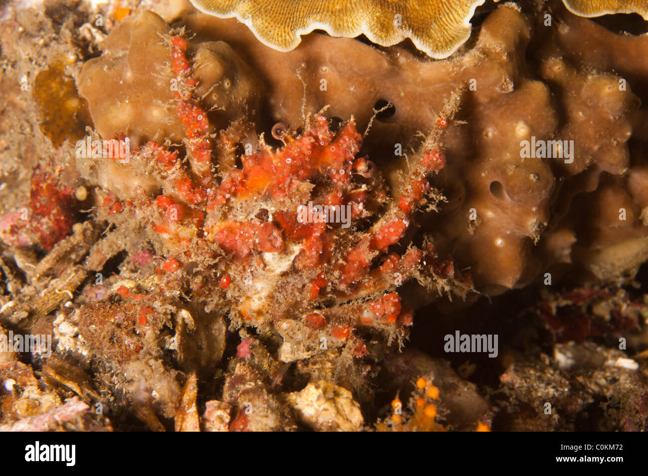 Schizophrys aspera hi-res stock photography and images - Alamy