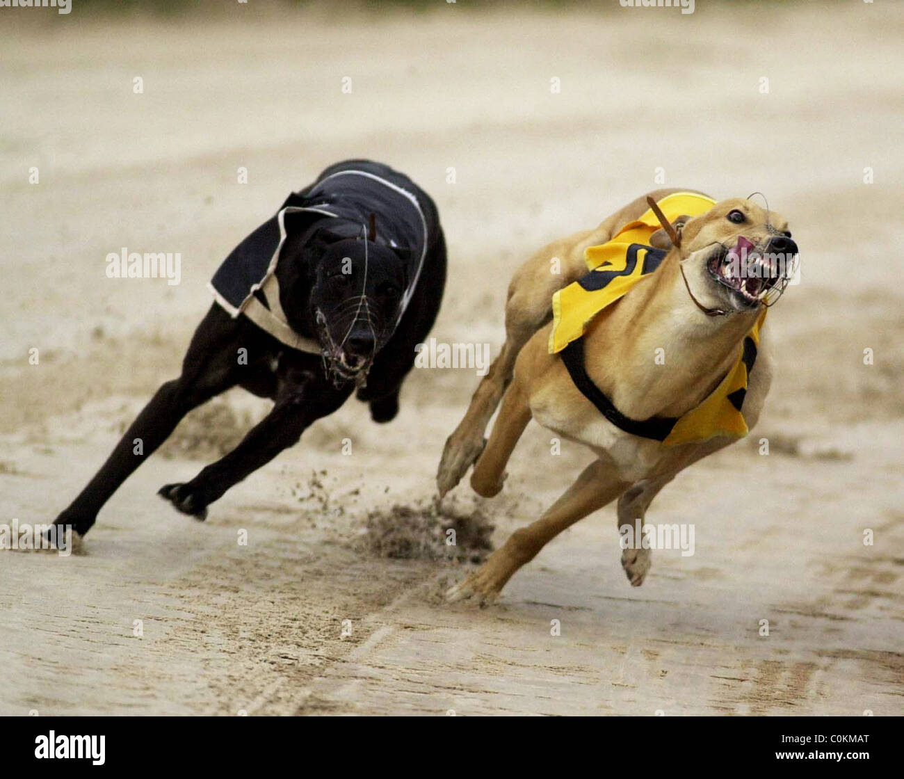 Greyhound race number hi-res stock photography and images - Alamy