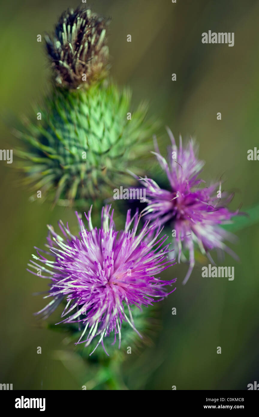 Thistle heads with vibrant color, texture and shallow depth of field ...