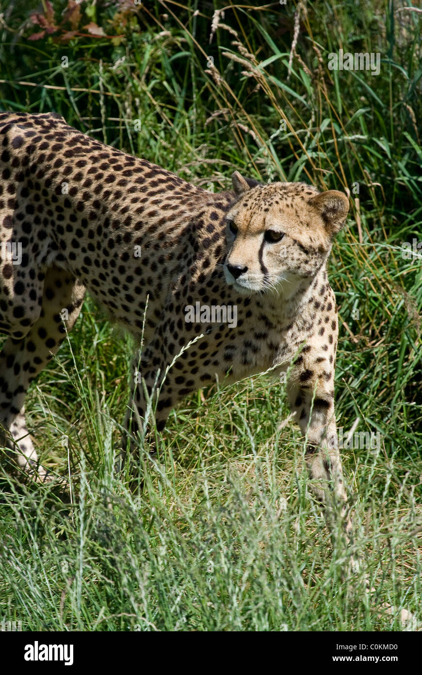 Cheetah on alert hi-res stock photography and images - Alamy