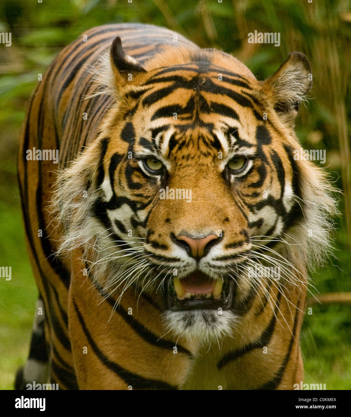 Tiger strips hi-res stock photography and images - Alamy