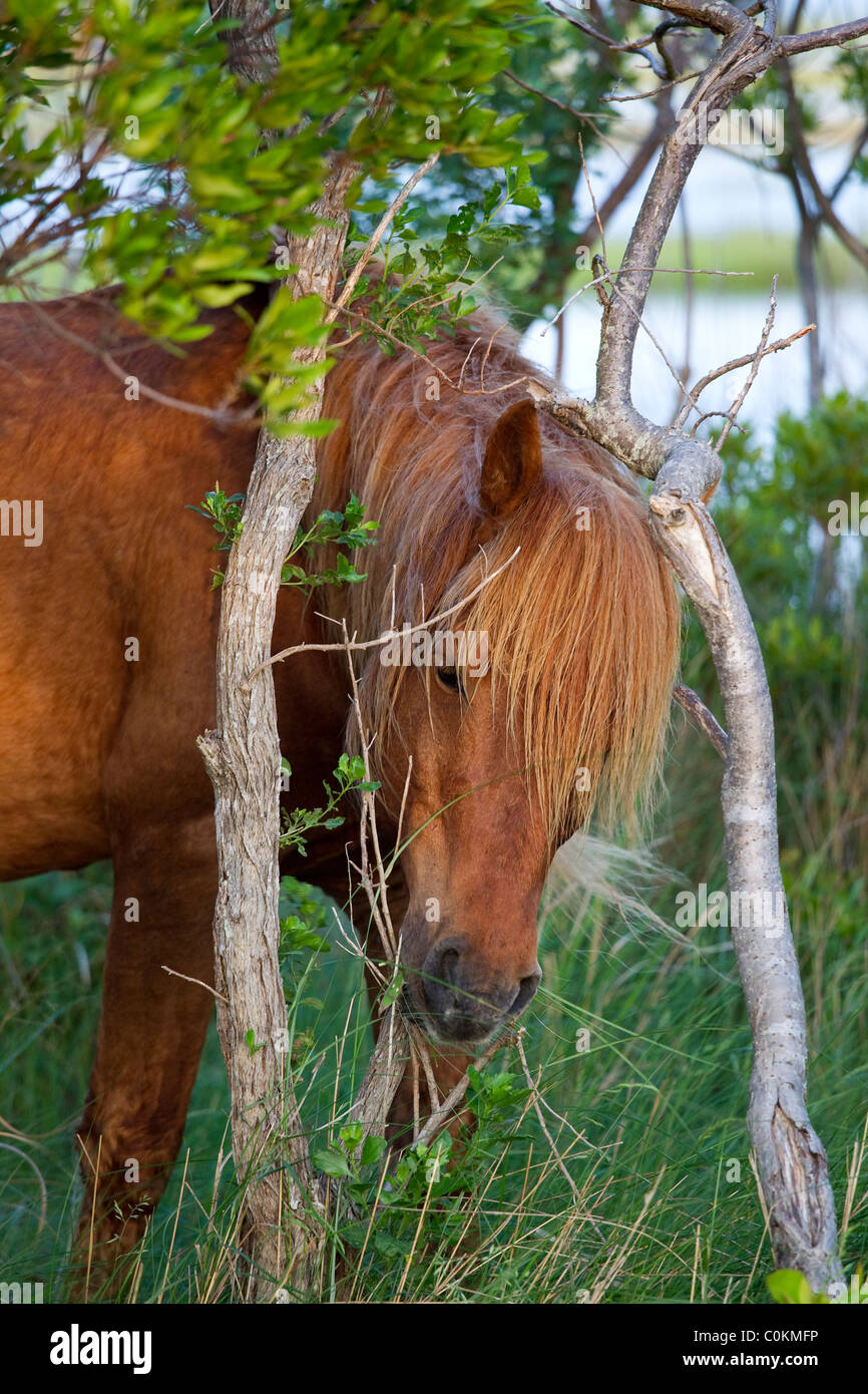 Assateague wild pony, (Equus caballus), lone wild stallion grazing ...