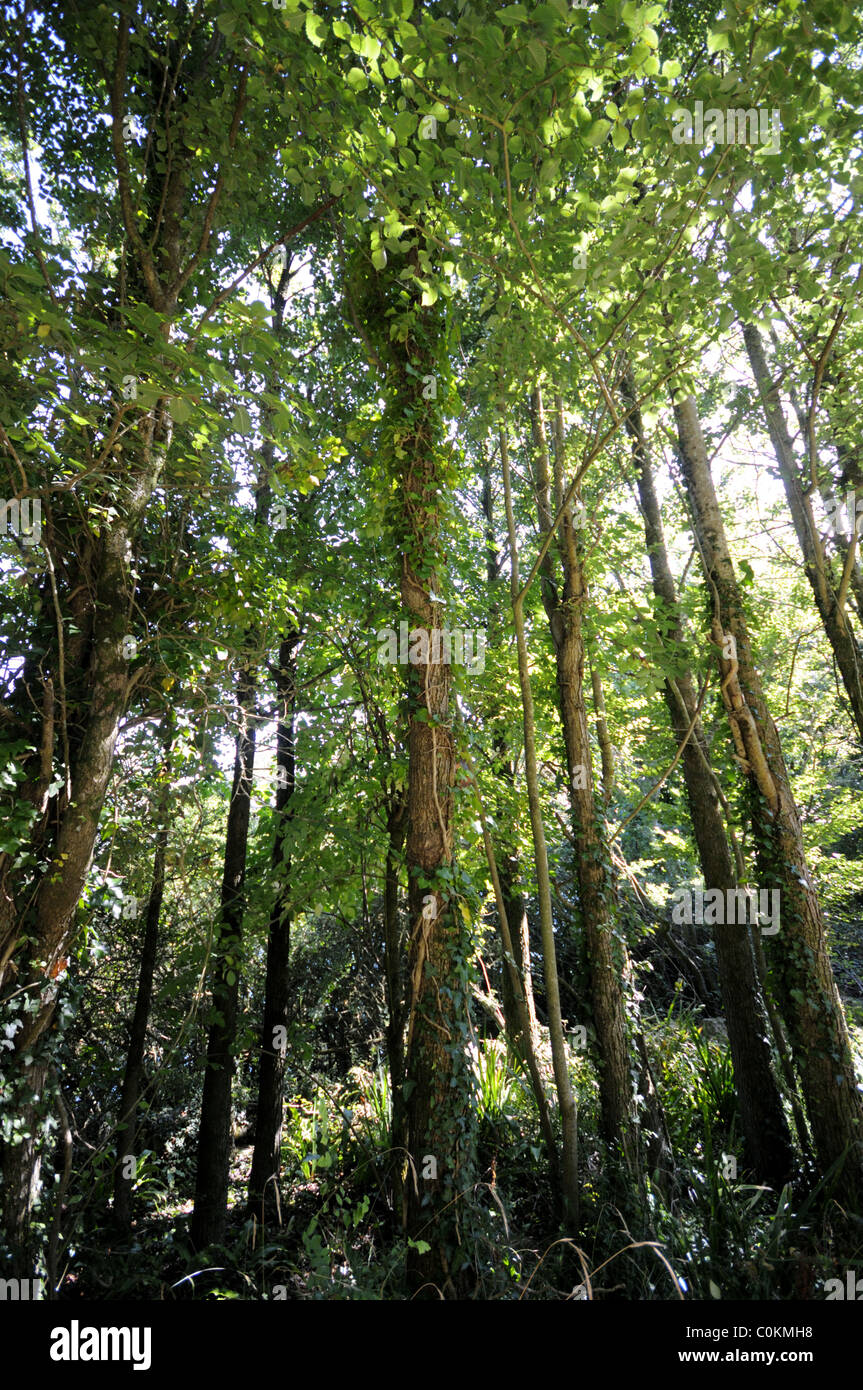 Close-up of a group of trees with vines and ivy growing over their ...