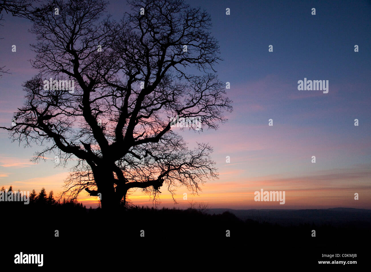 Outline of tree against evening sky Stock Photo - Alamy