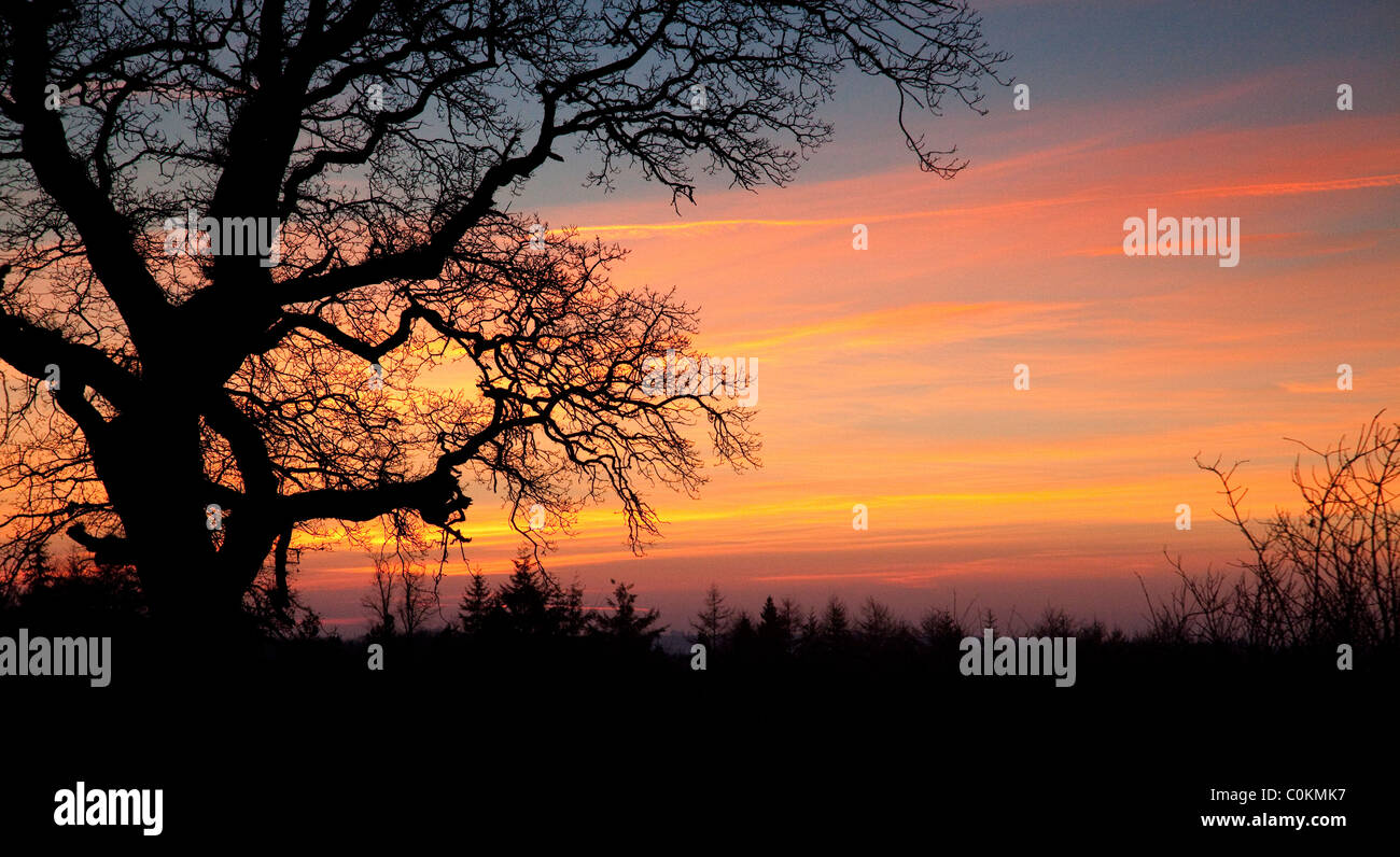 Outline of tree against evening sky Stock Photo - Alamy