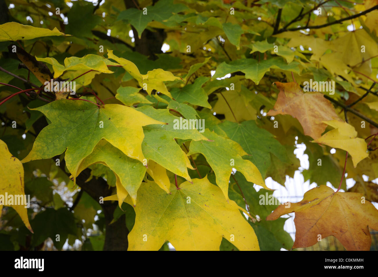 Lobed leaves hi-res stock photography and images - Alamy