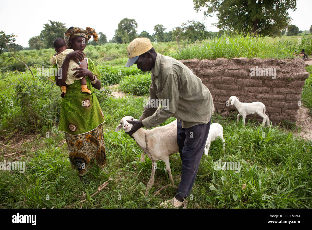 A family of farmers tend to their sheep in Safo, Mali, West Africa ...