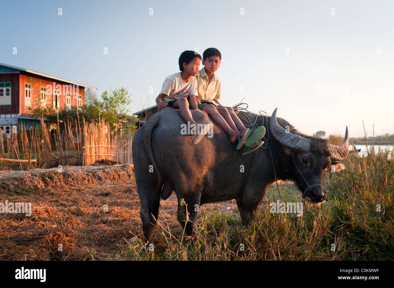 Water buffalo and boys hi-res stock photography and images - Alamy