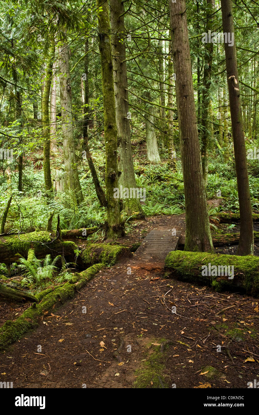 A hiking trail through a temperate rain forest - 2 Stock Photo - Alamy