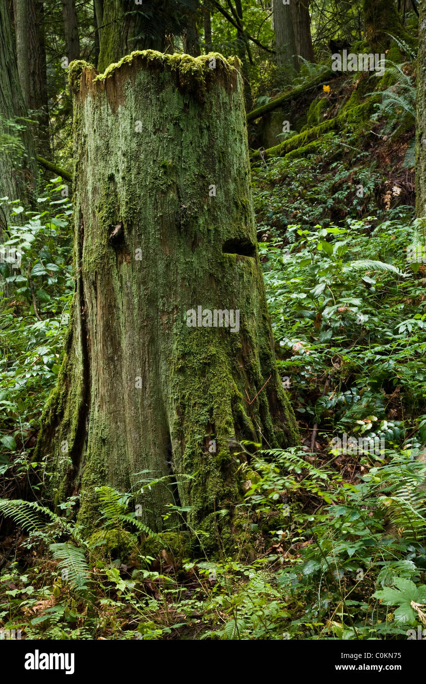 A decomposing tree stump with 'springboard' notches still visible from ...