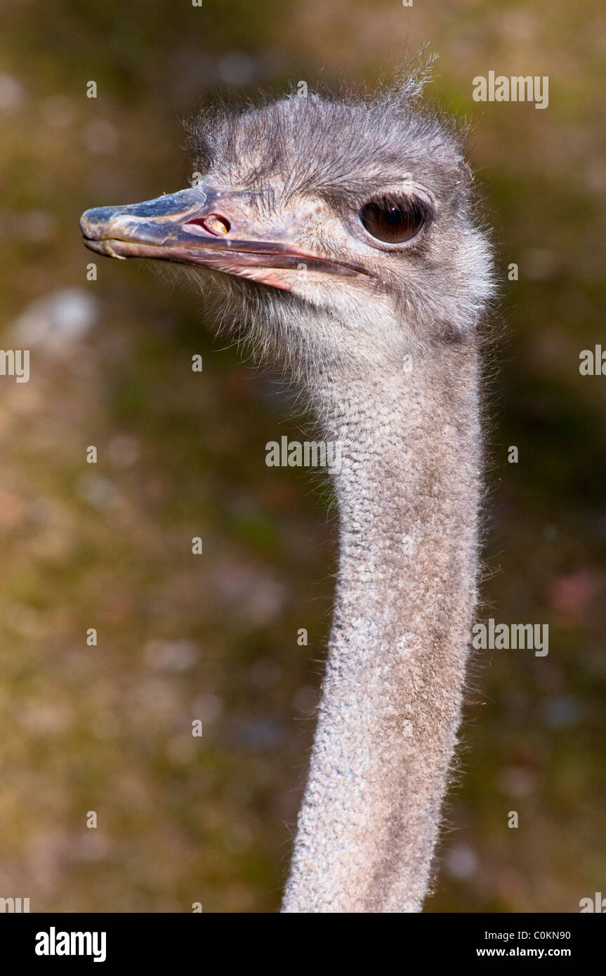 African Ostrich close up Stock Photo - Alamy
