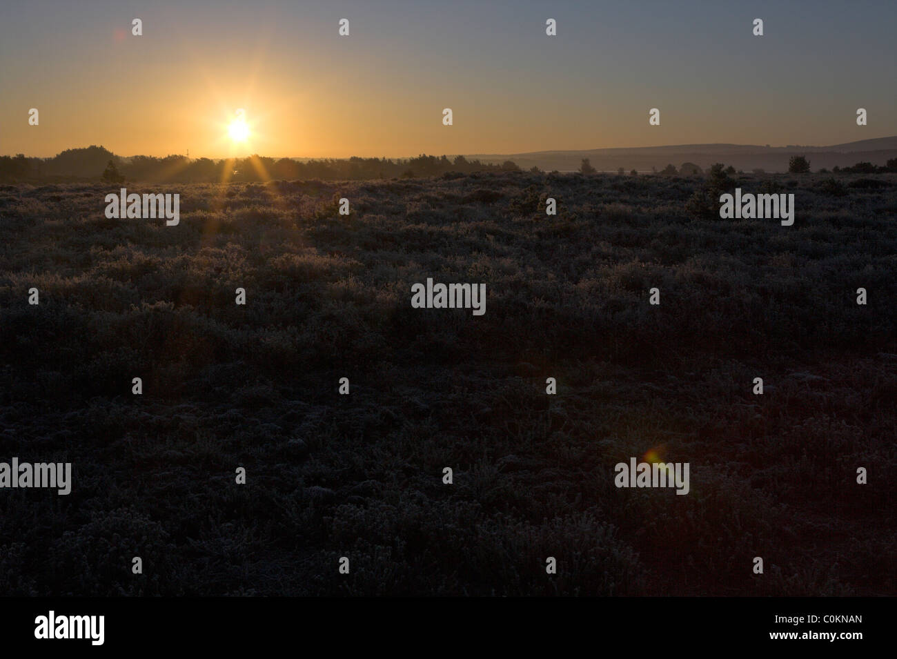 Sunrise over heathland landscape at Arne RSPB reserve, Dorset in ...
