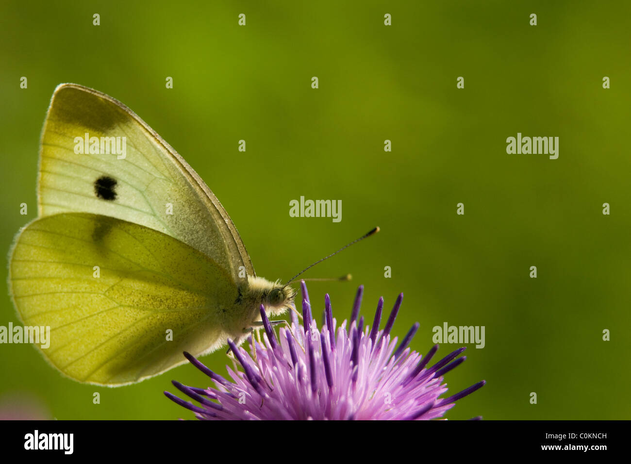 Pieris rapae spring hi-res stock photography and images - Alamy