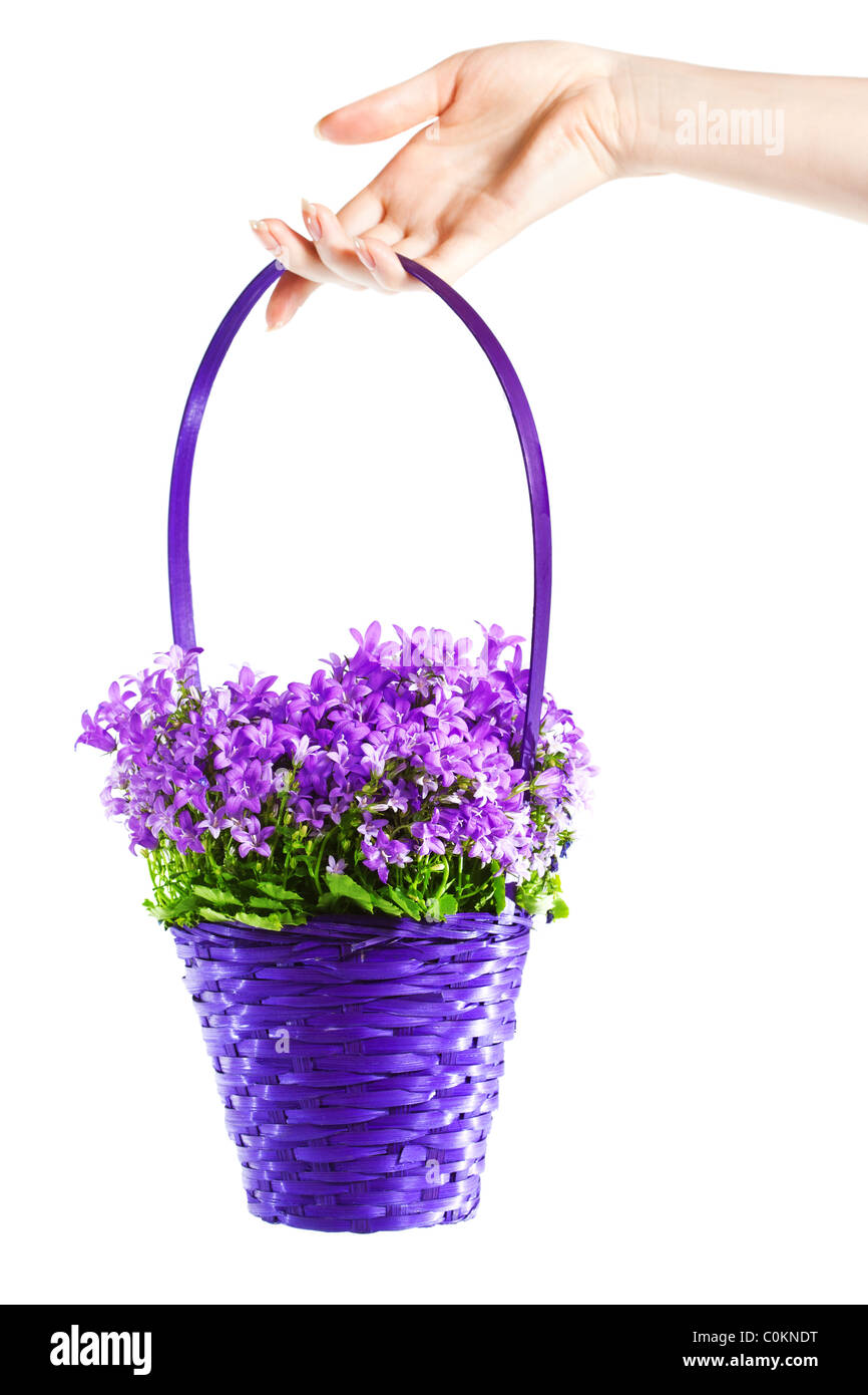 Woman hand holding basket with flowers. Isolated on white Stock Photo ...