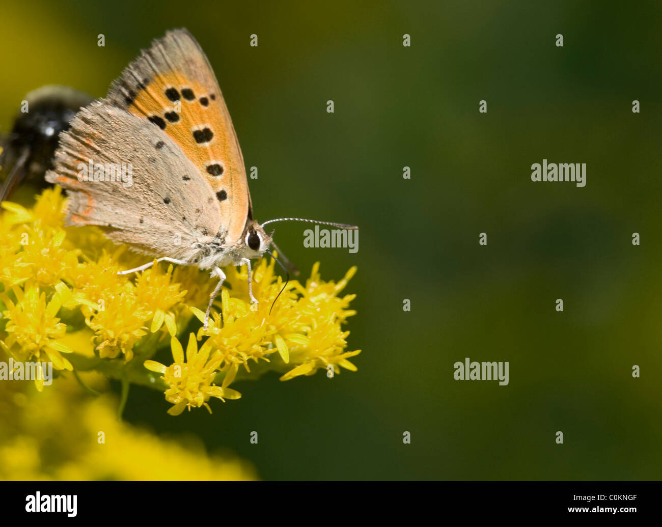 Lycaena bright hi-res stock photography and images - Alamy