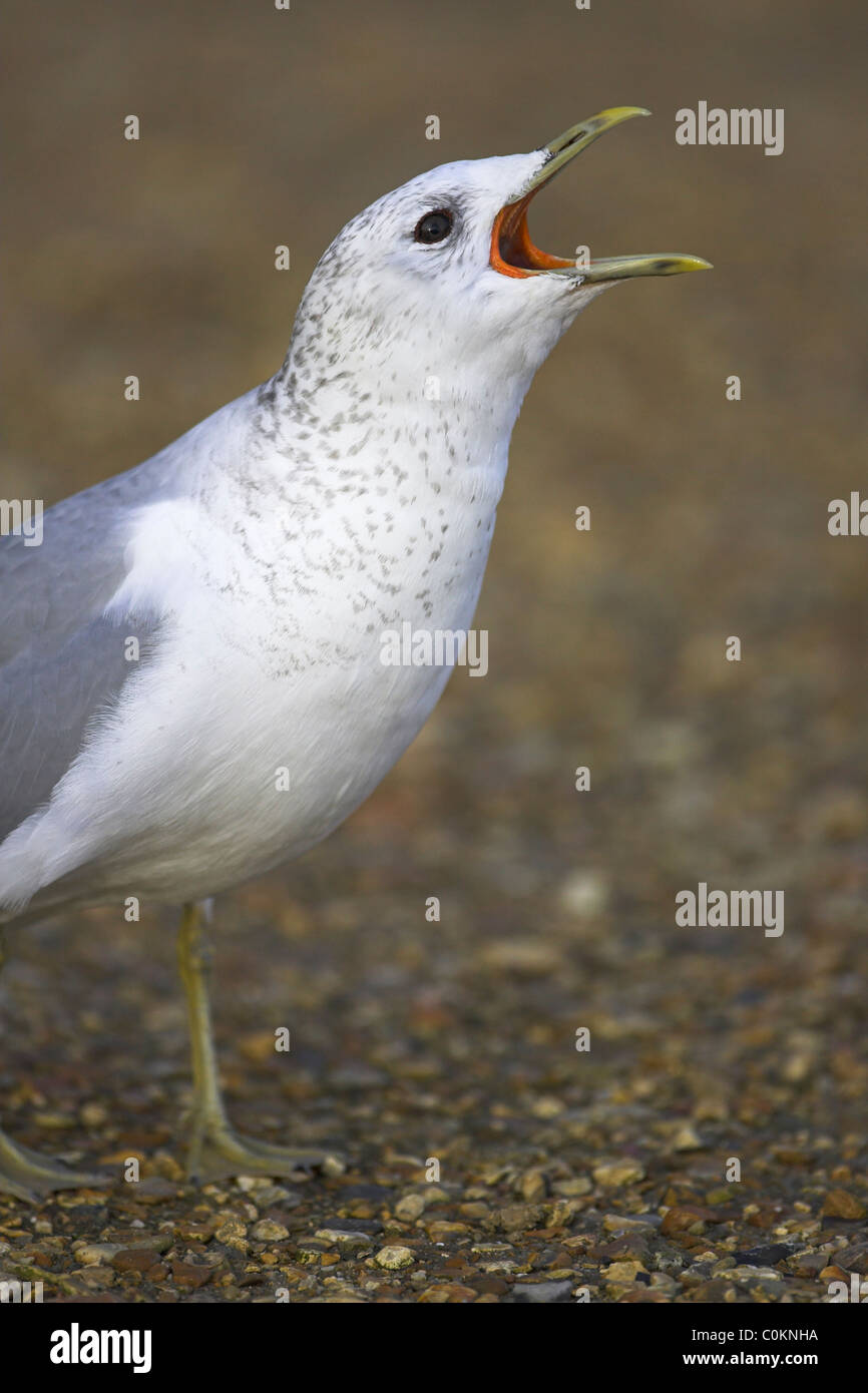 Ring Billed Gull Call
