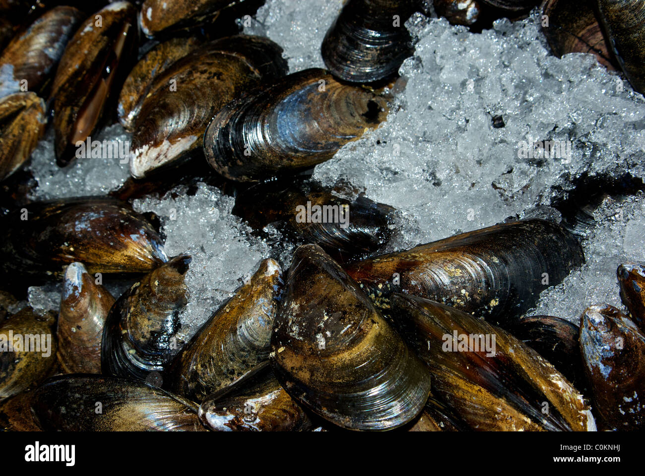 Live mussels hi-res stock photography and images - Alamy