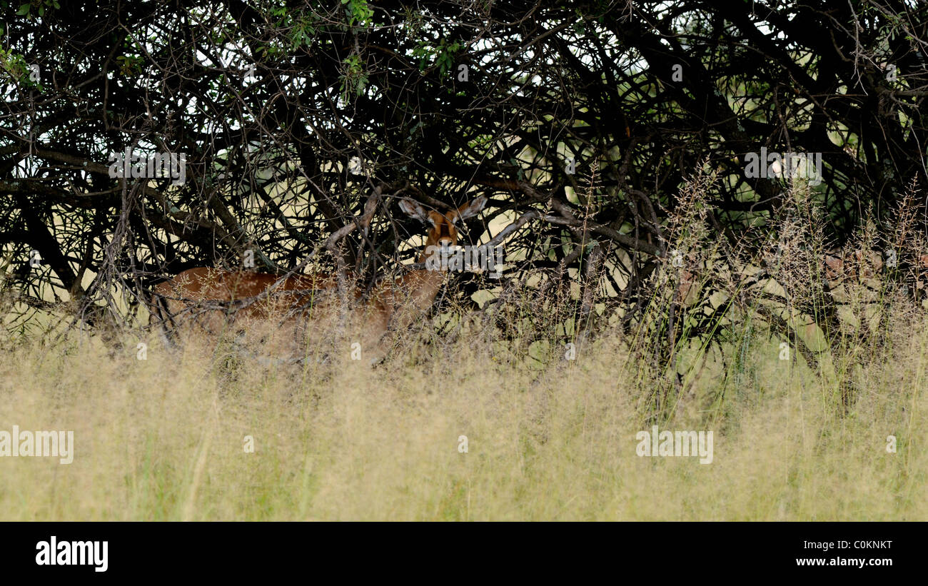 Antelope bush hi-res stock photography and images - Alamy