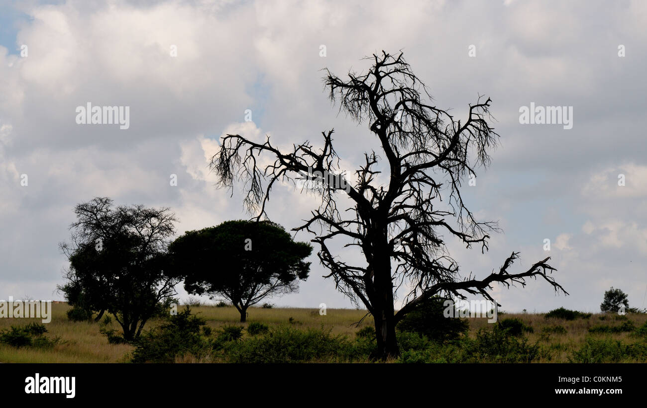 Africa flora hi-res stock photography and images - Alamy
