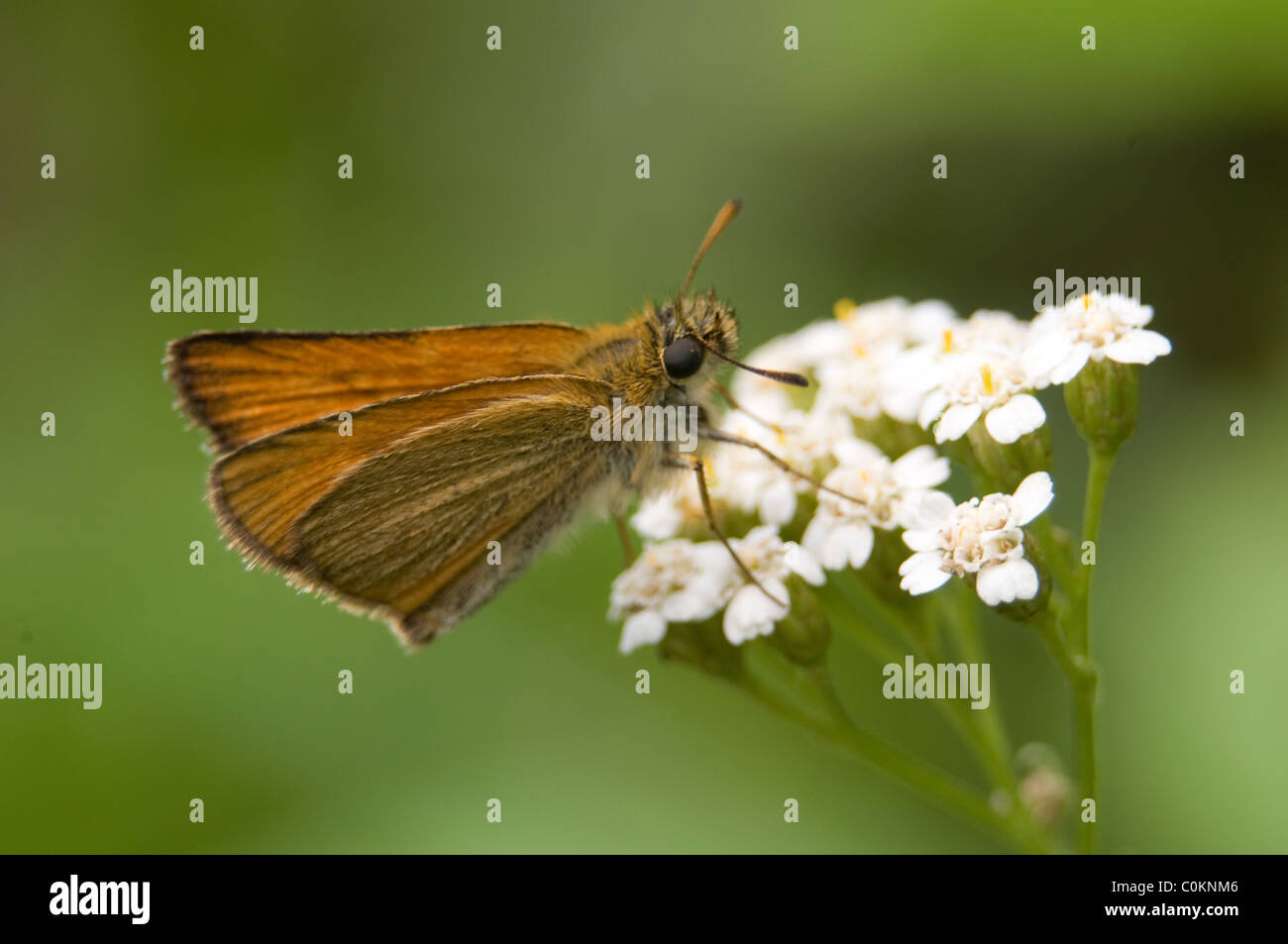 Midwest moth hi-res stock photography and images - Alamy