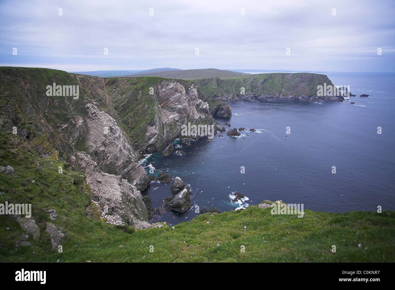 Hermaness, Unst, Shetland Isles in June Stock Photo - Alamy