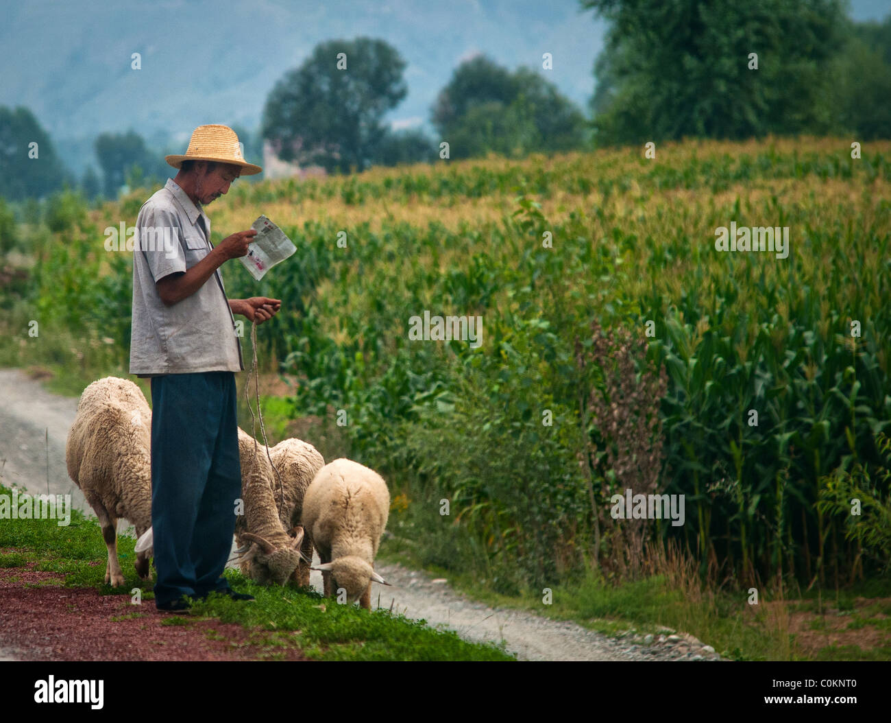 Farmer with his sheep in China Stock Photo - Alamy