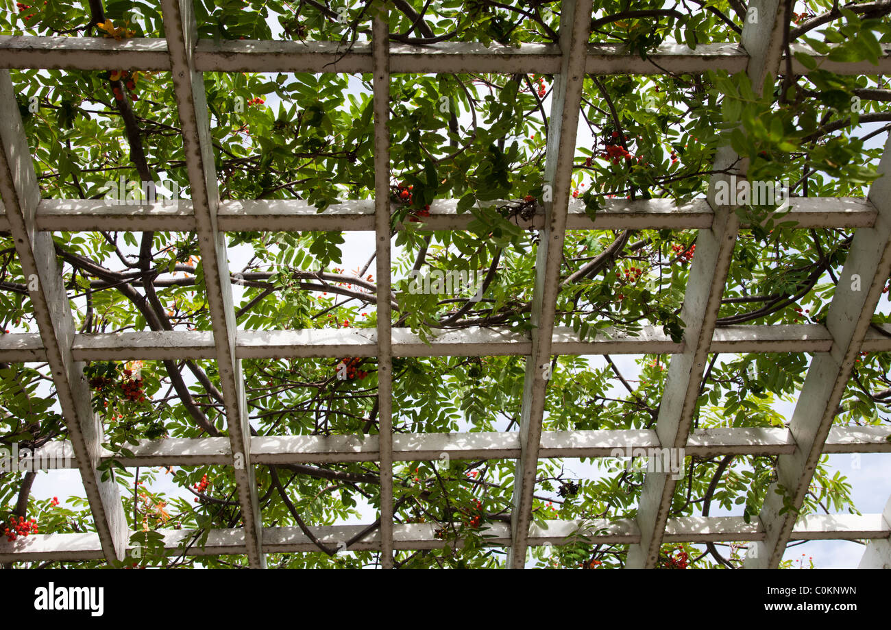 Rowan tree branches growing on top of a overhead grating , Finland ...