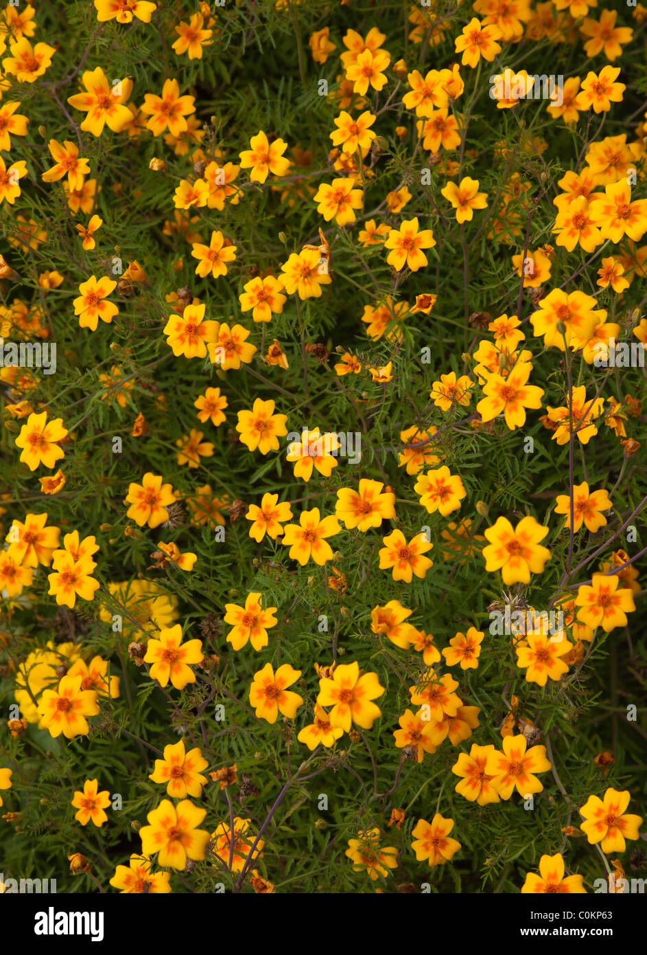 Lots of yellow flowers , Finland Stock Photo - Alamy