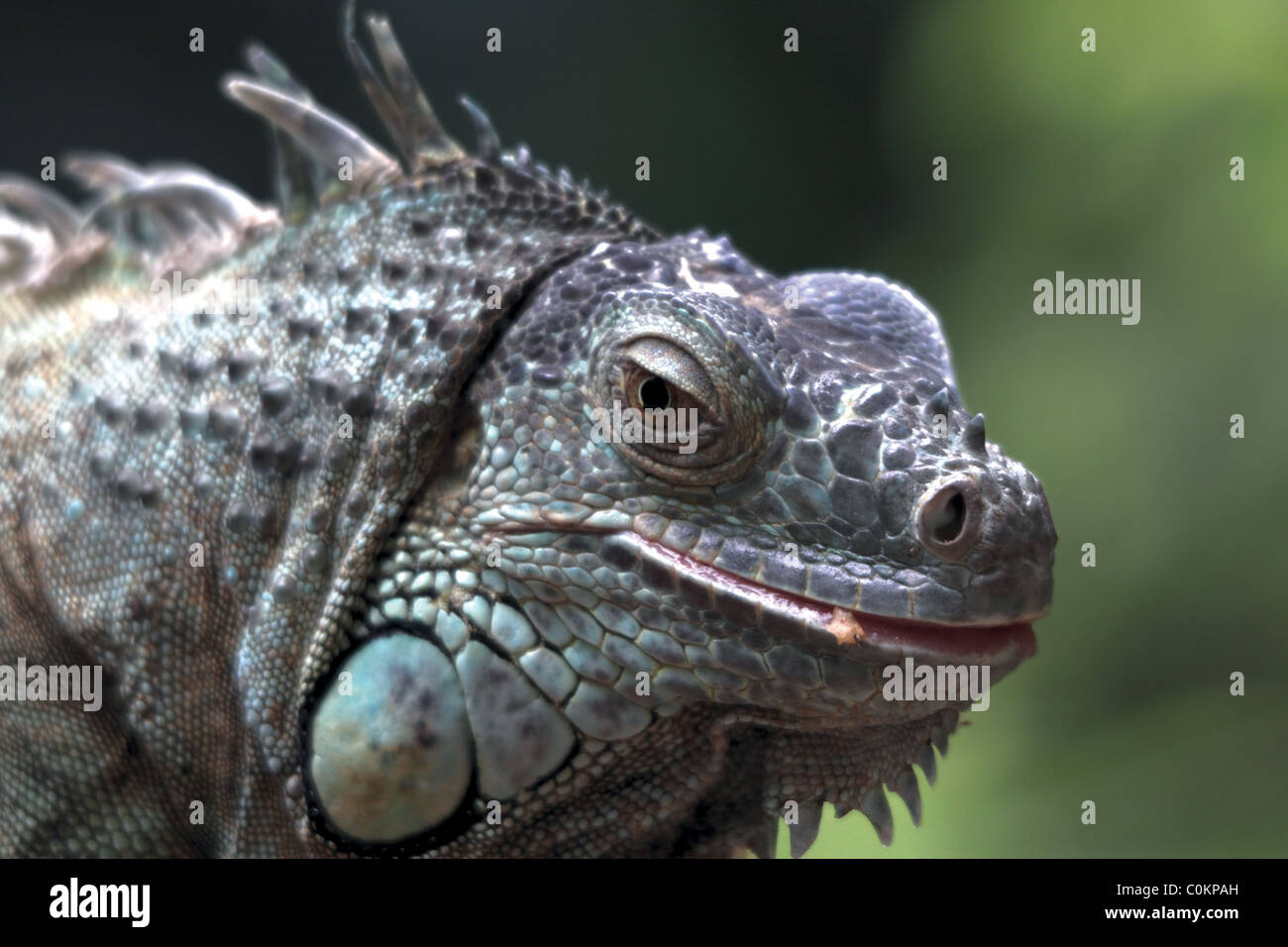 green iguana portrait Stock Photo - Alamy