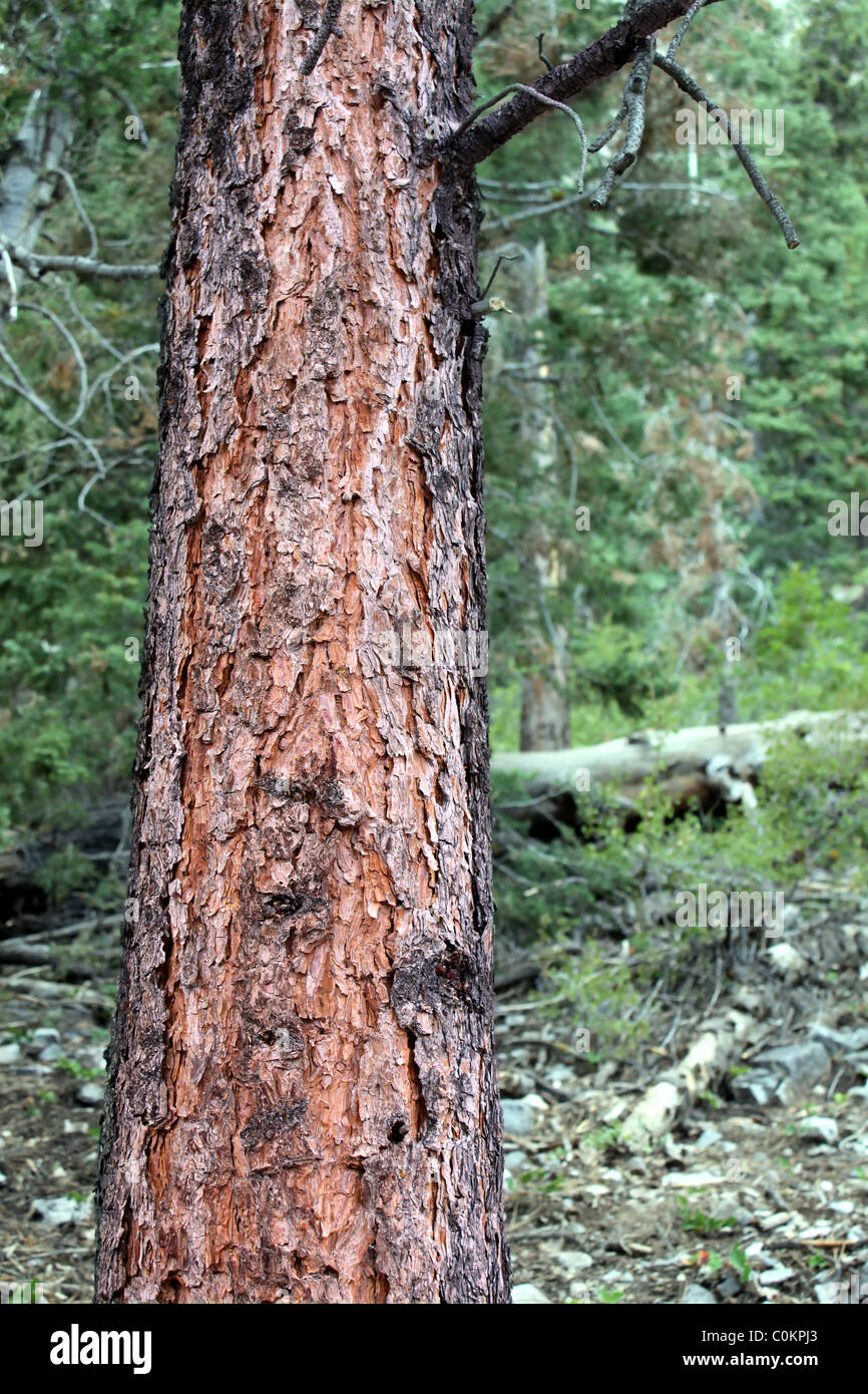 Pine Forest Background Stock Photo - Alamy
