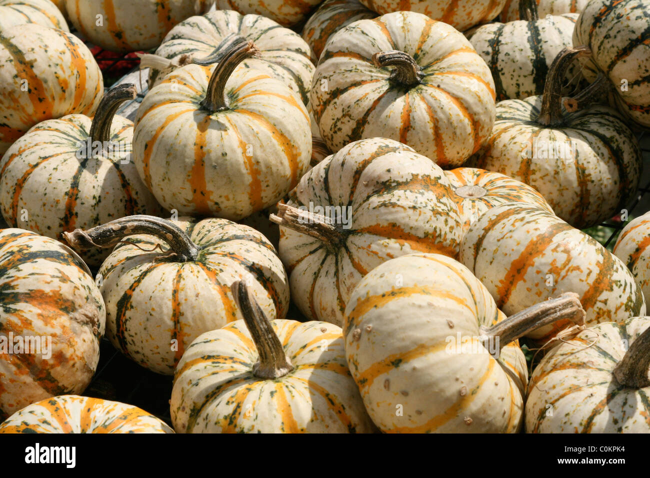 A pile of pumpkins Stock Photo - Alamy