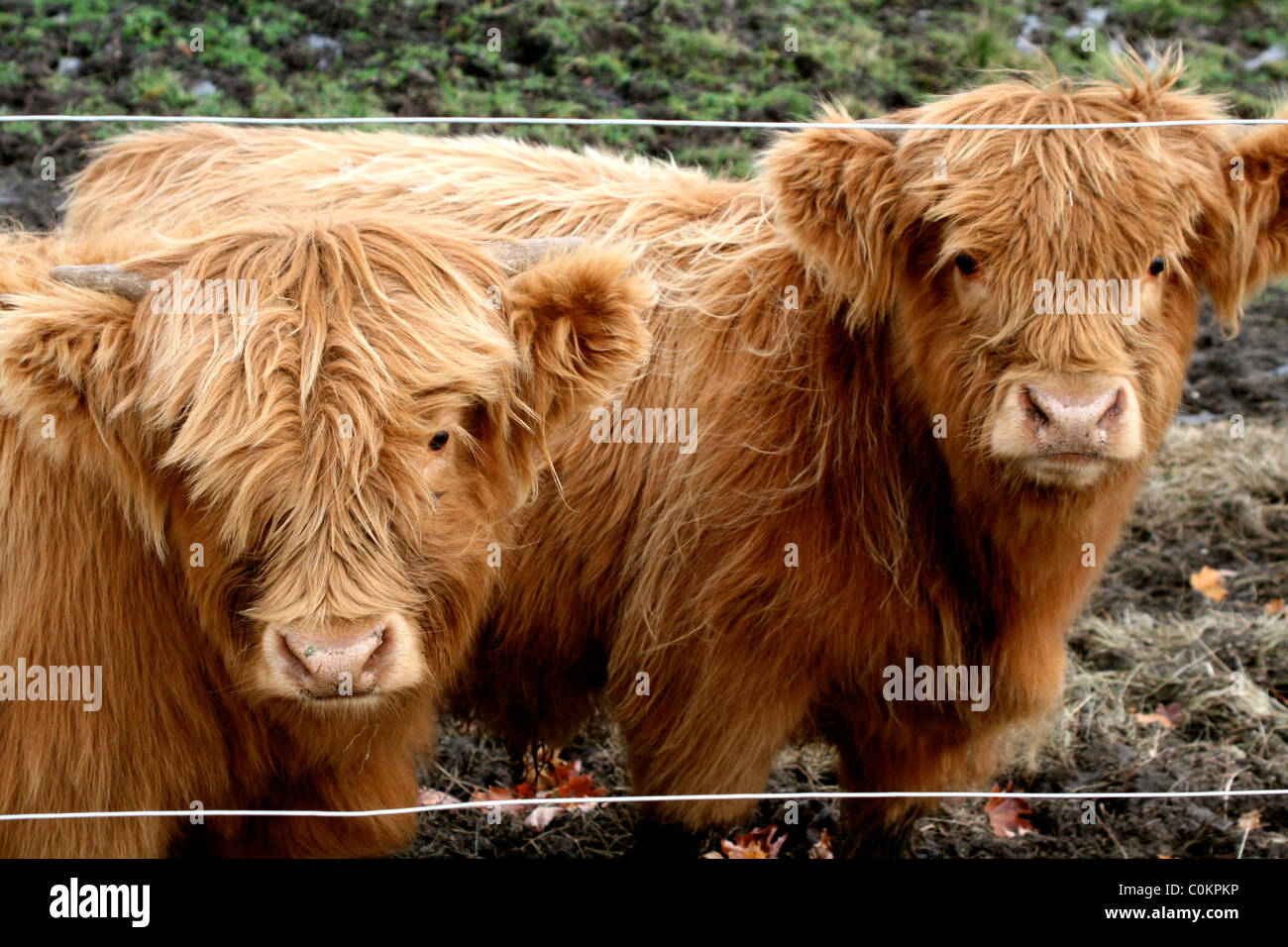 Scottish highland cows hi-res stock photography and images - Alamy
