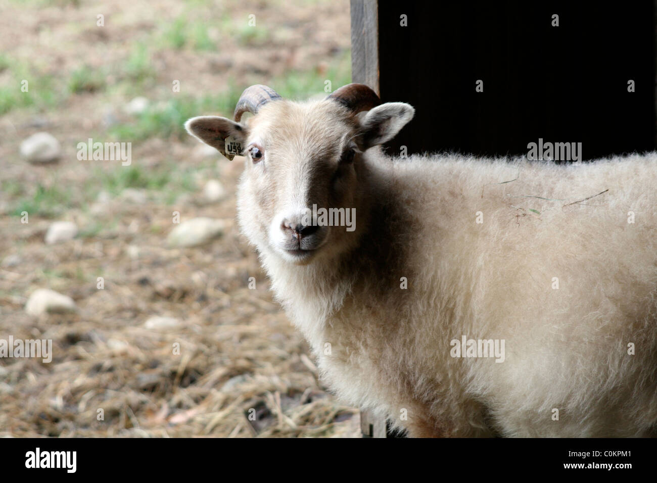 a sheep looking out of a barn Stock Photo - Alamy