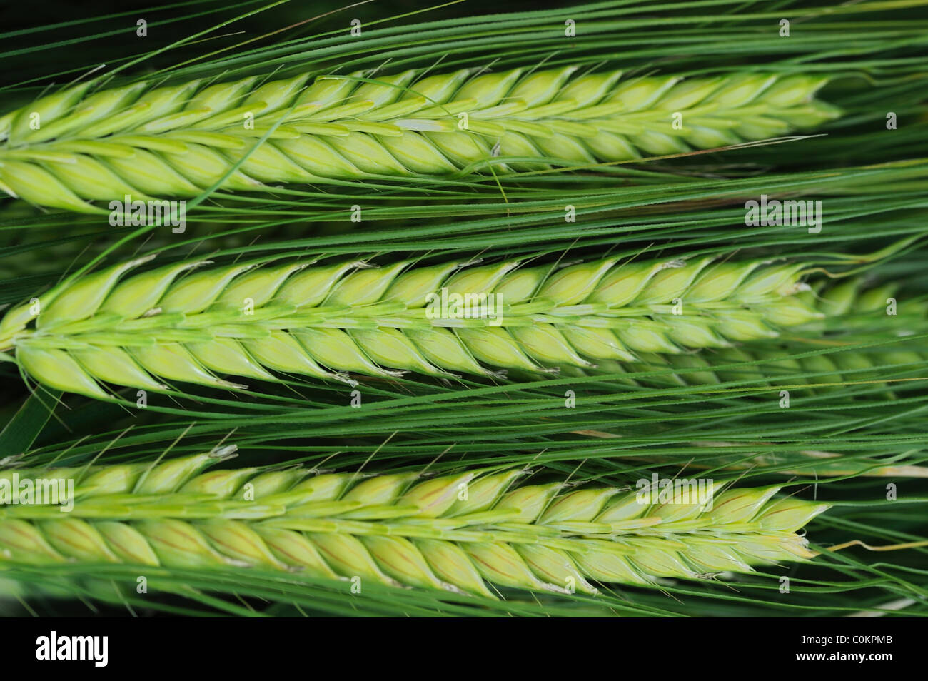 Sheaf of barley hi-res stock photography and images - Alamy