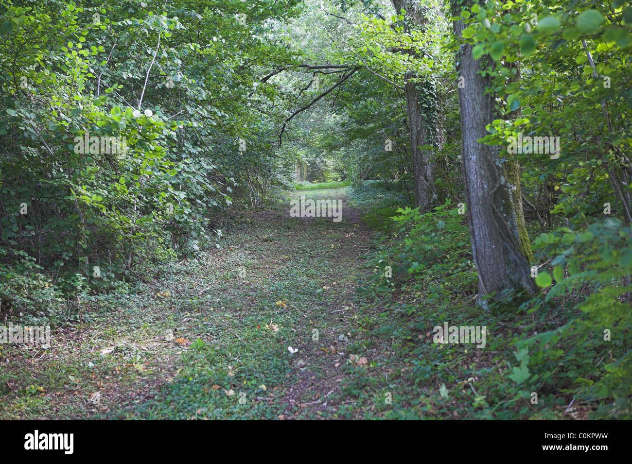 Woodland ride at Briddlesford Wood, Isle of Wight in September Stock ...