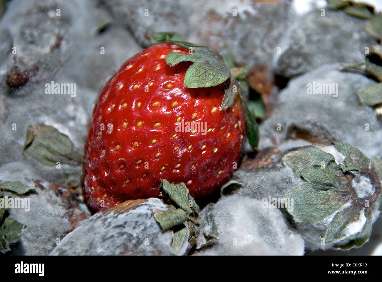 One good Strawberry on a bed of mouldy Strawberry"s Stock Photo - Alamy