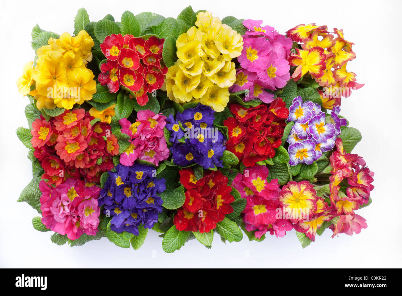 Colorful spring primroses isolated on white background Stock Photo - Alamy