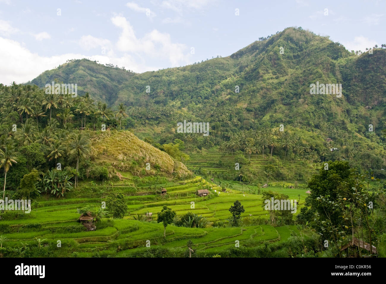 Java indonesia rice paddies hi-res stock photography and images - Alamy