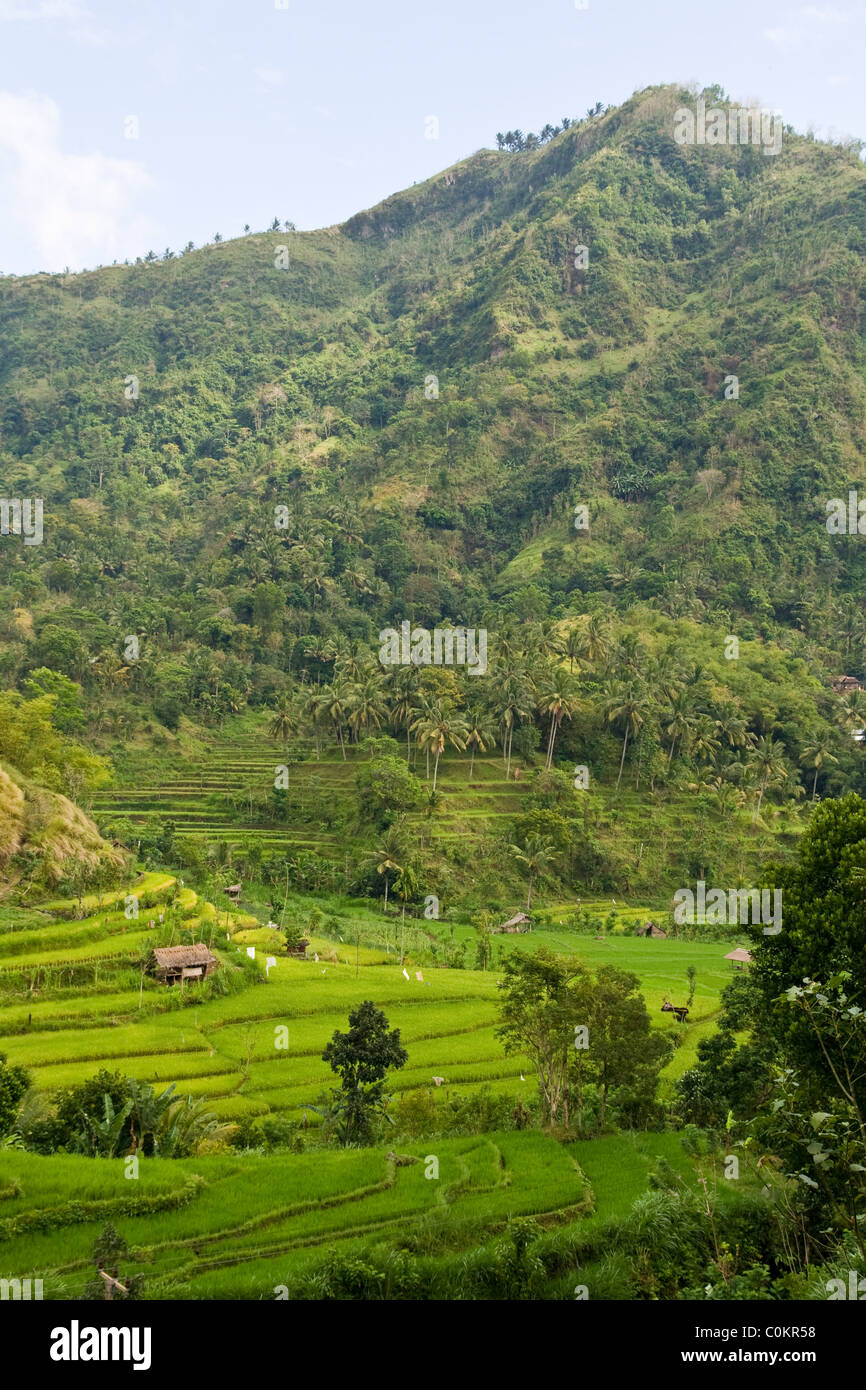 Java indonesia rice paddies hi-res stock photography and images - Alamy