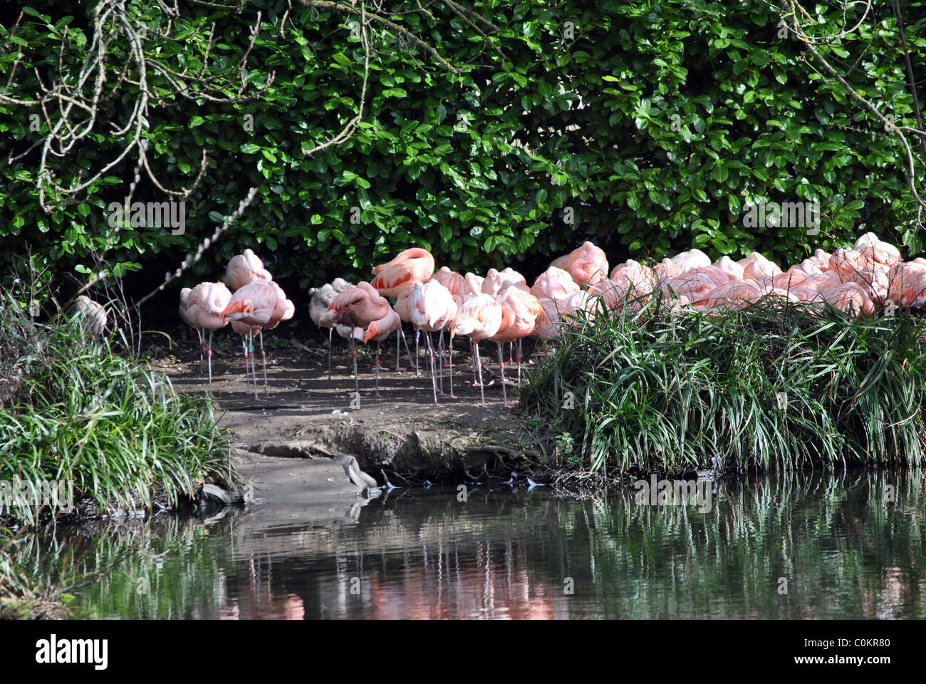 a flock of pink flamingo Stock Photo - Alamy