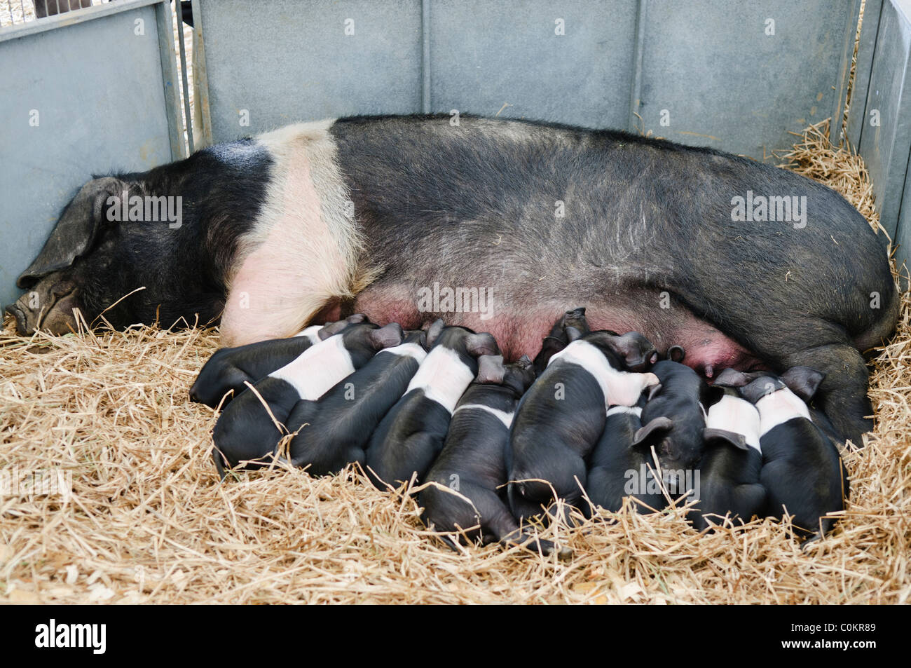 Newborn British Saddleback piglets suckling from a sow Stock Photo - Alamy